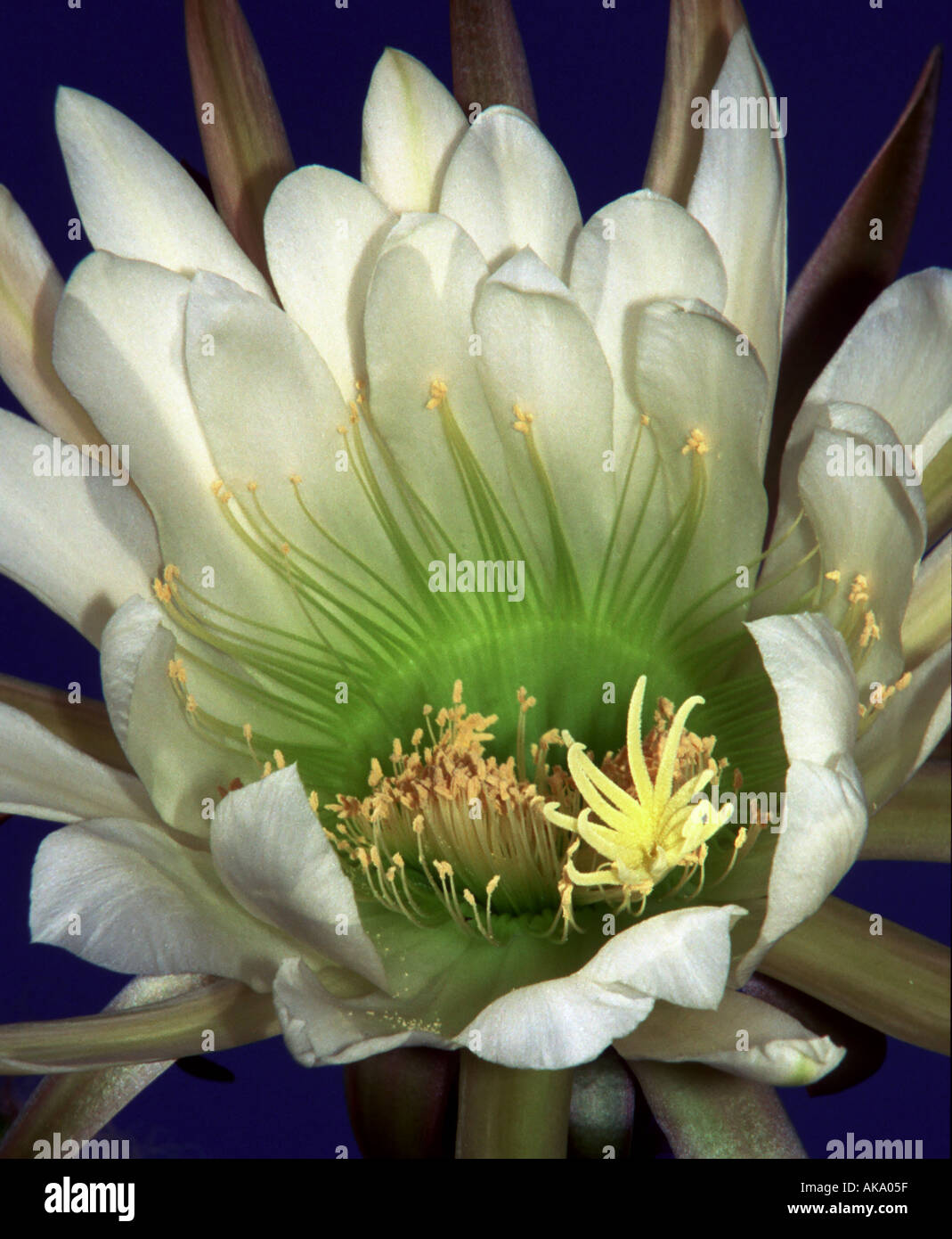 White Cactus Flower 2 Stock Photo - Alamy