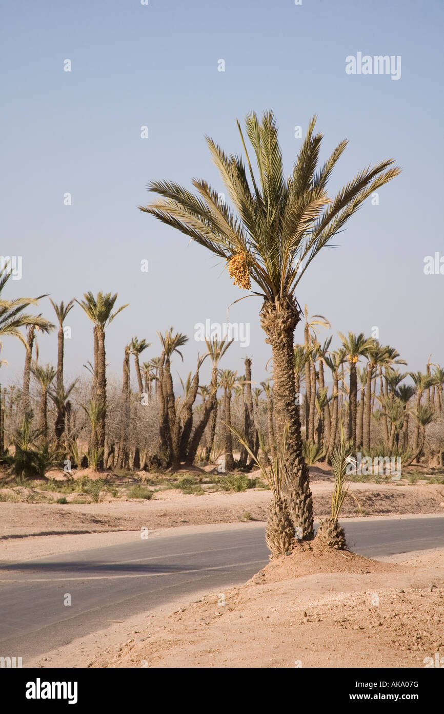 e palmeraie Marrakesh Morocco Stock Photo - Alamy
