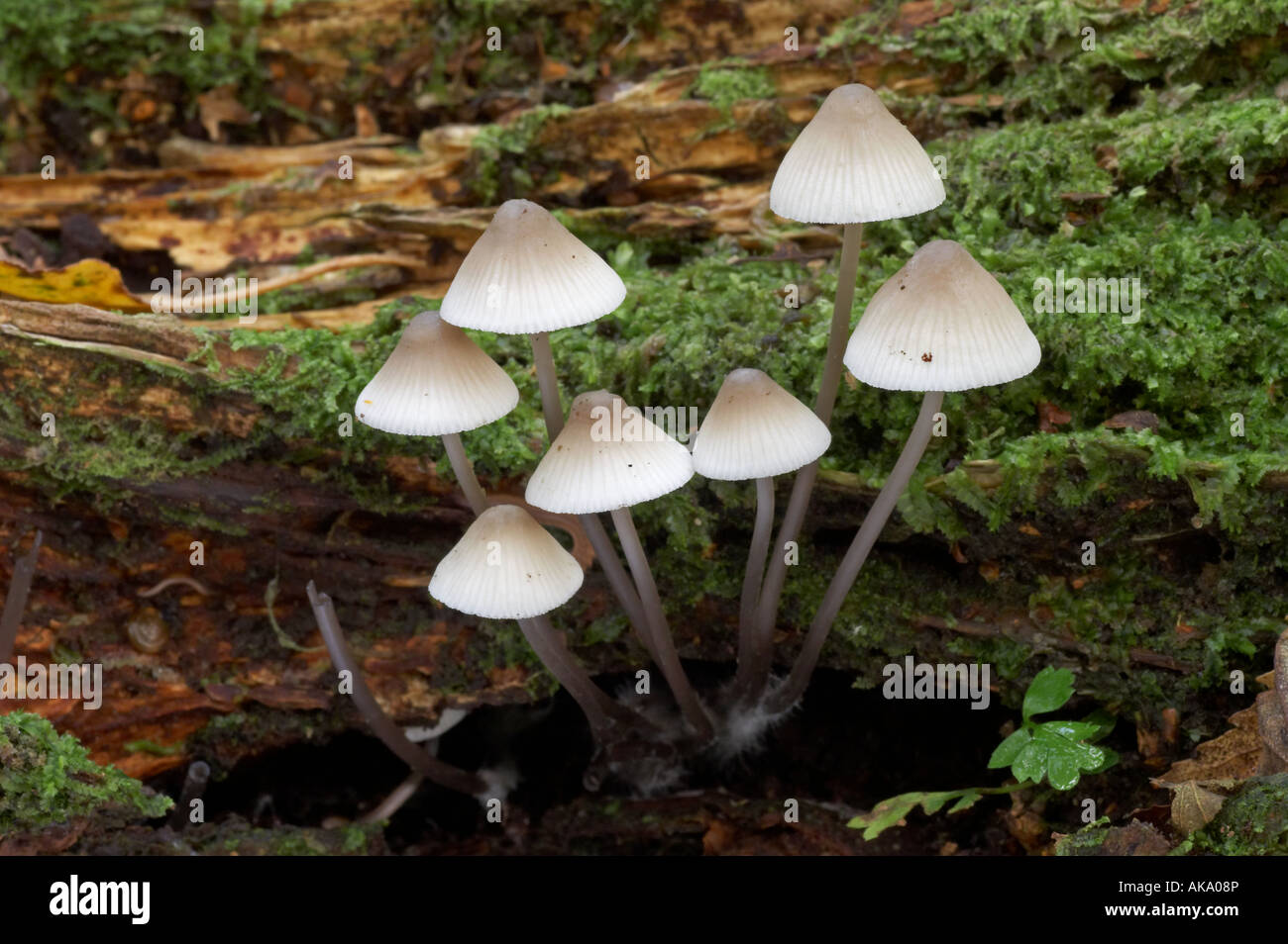 Angels bonnets fungi mycena arcangeliana hi-res stock photography and ...
