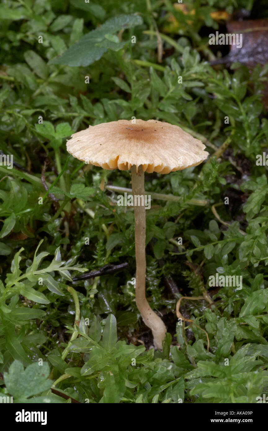 Dispersa hi-res stock photography and images - Alamy