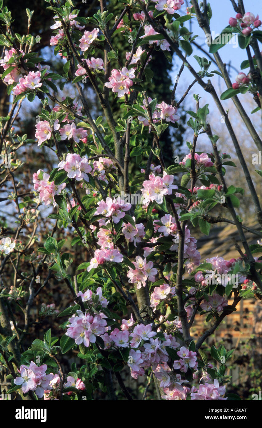 cordon apple blossom Brownlees Russet Stock Photo - Alamy