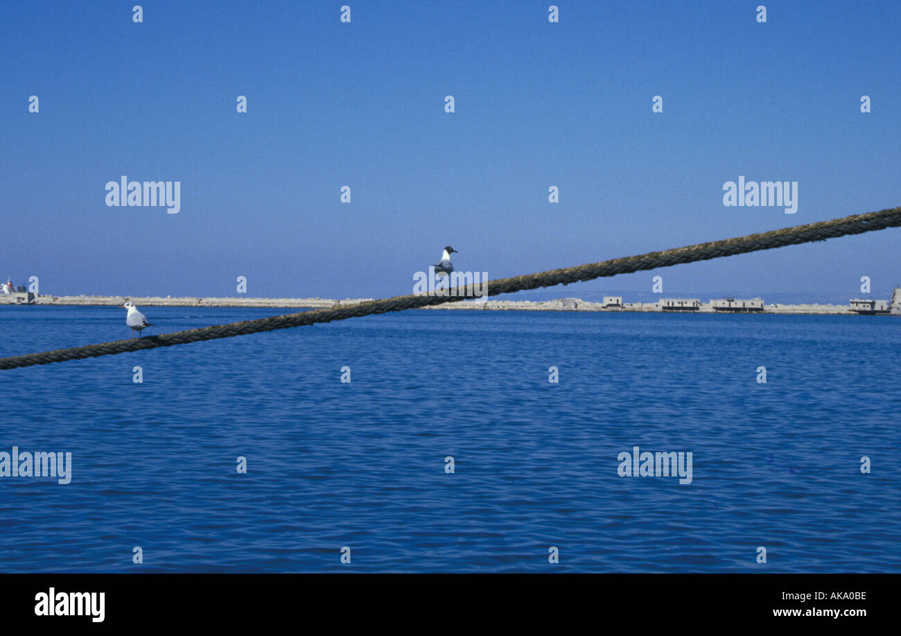 Birds Rope and Blue 1 Stock Photo - Alamy