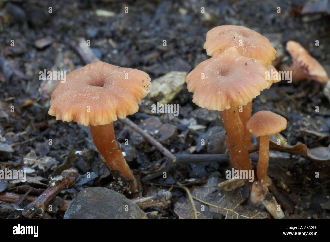Deceiver - Laccaria laccata Stock Photo - Alamy
