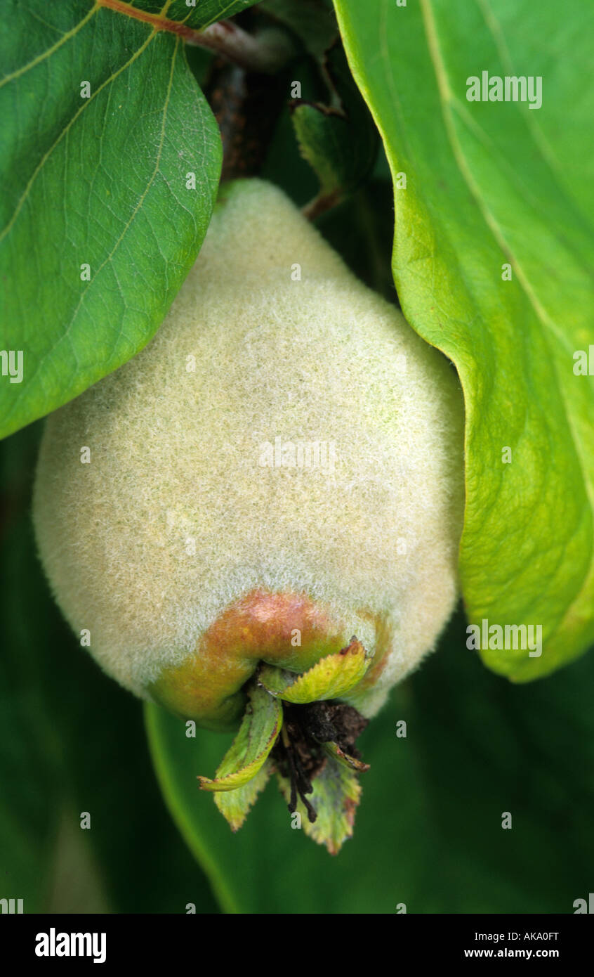 Medler fruit hi-res stock photography and images - Alamy