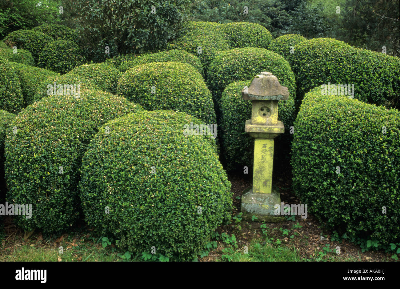 Saling Hall Essex boxwood cloud topiary with japanese wind temple ...