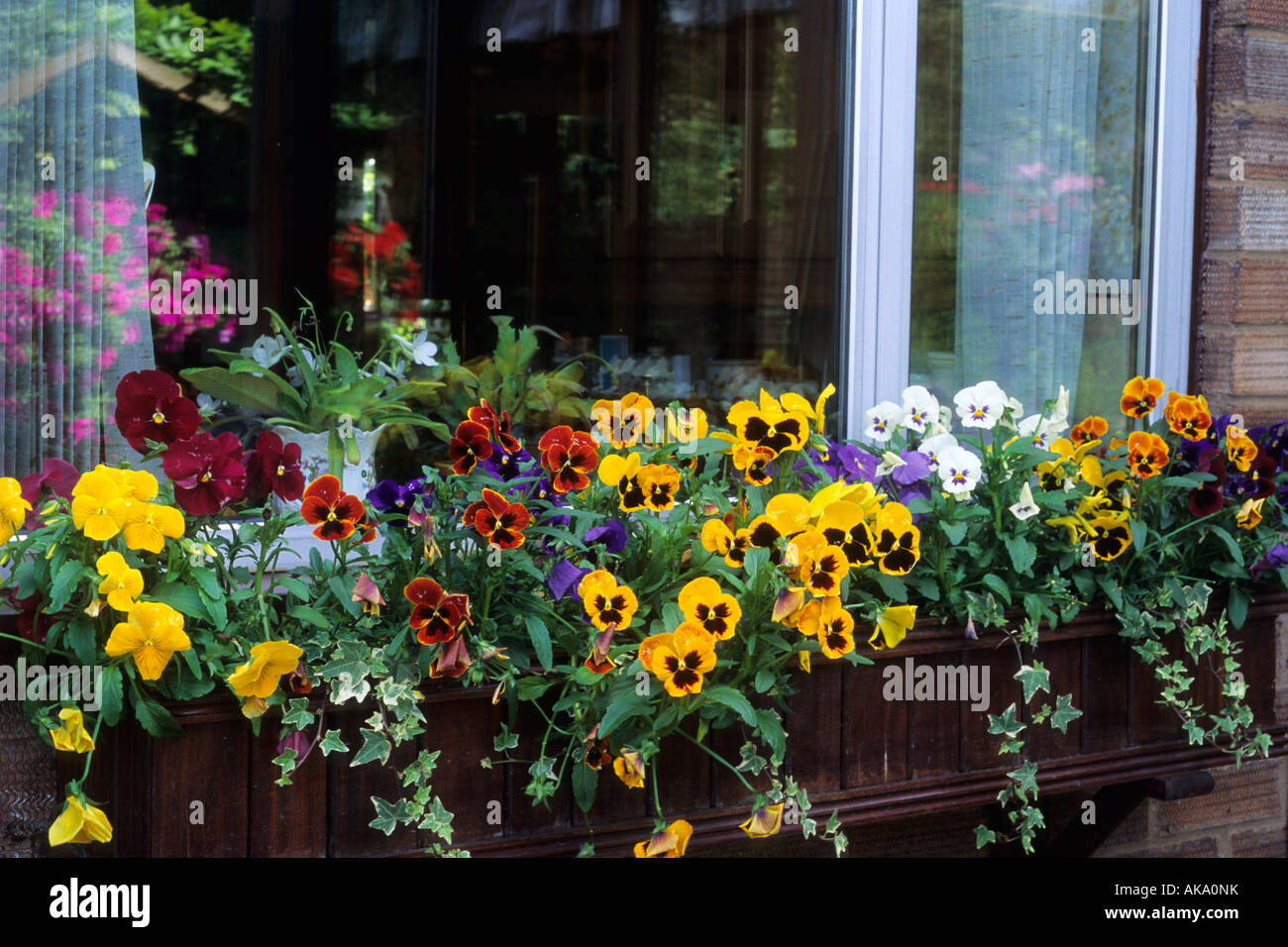 summer flower pansies in windowbox Stock Photo - Alamy