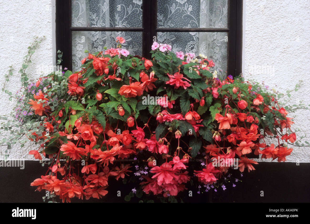 summer flower orange trailing Begonias in windowbox Stock Photo - Alamy