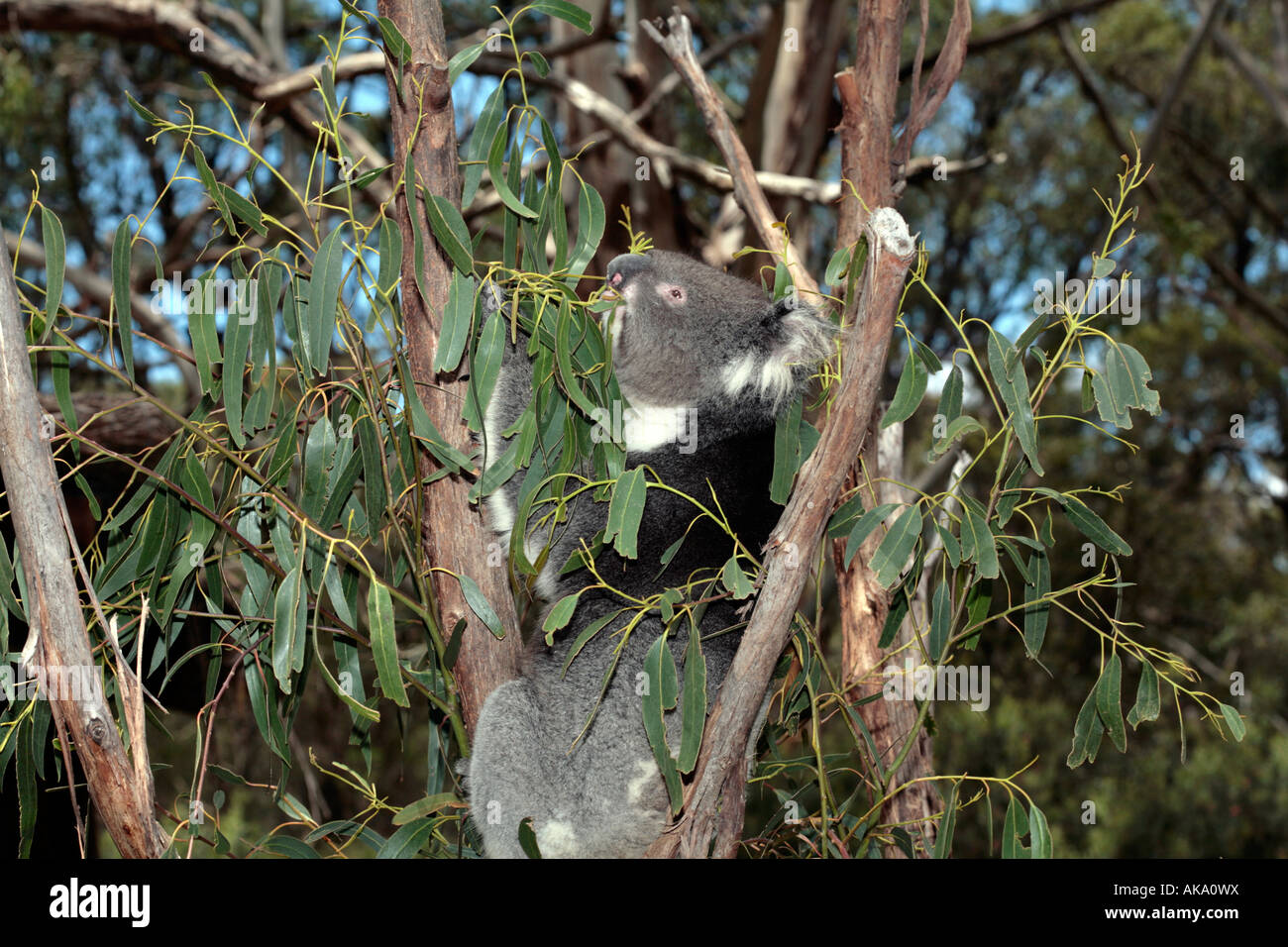 Koala feeding in eucalyptus tree -Phasolarctos cinereus Stock Photo - Alamy
