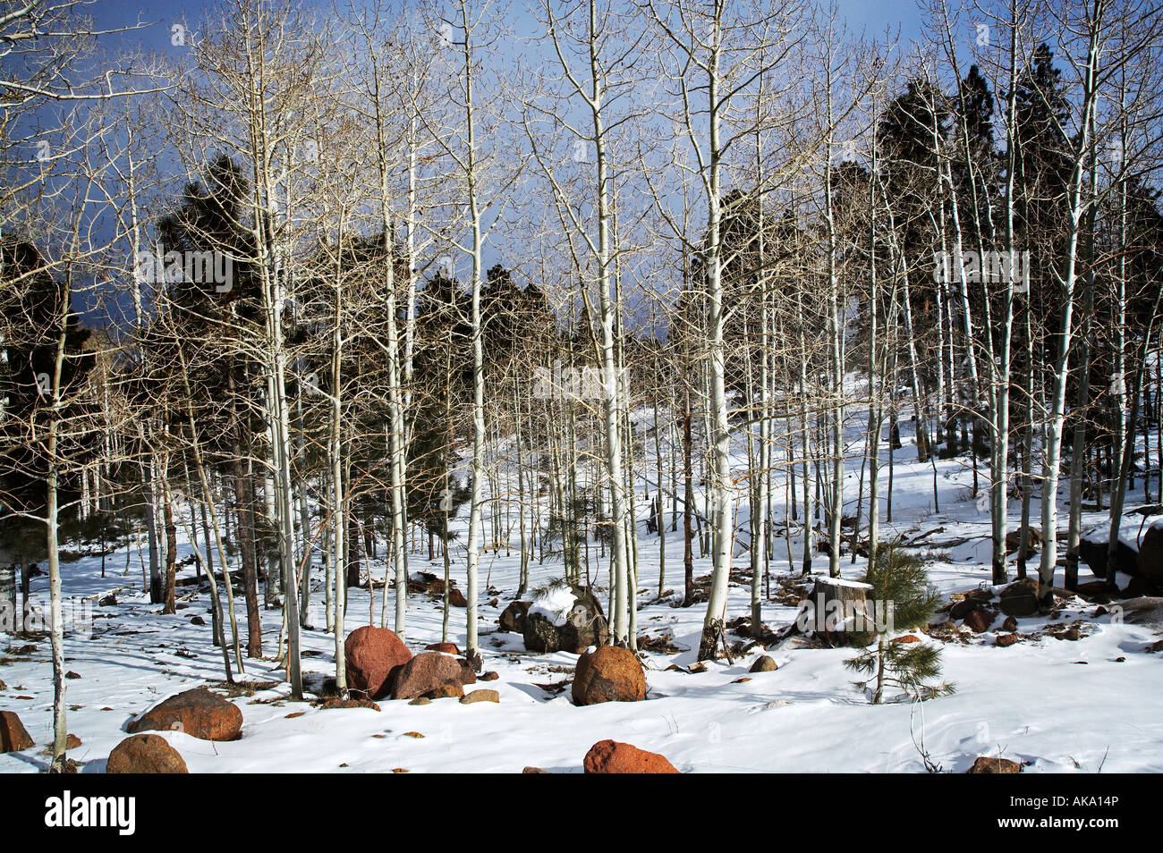 Aspen Poplar Trees in winter Southern Utah Stock Photo - Alamy