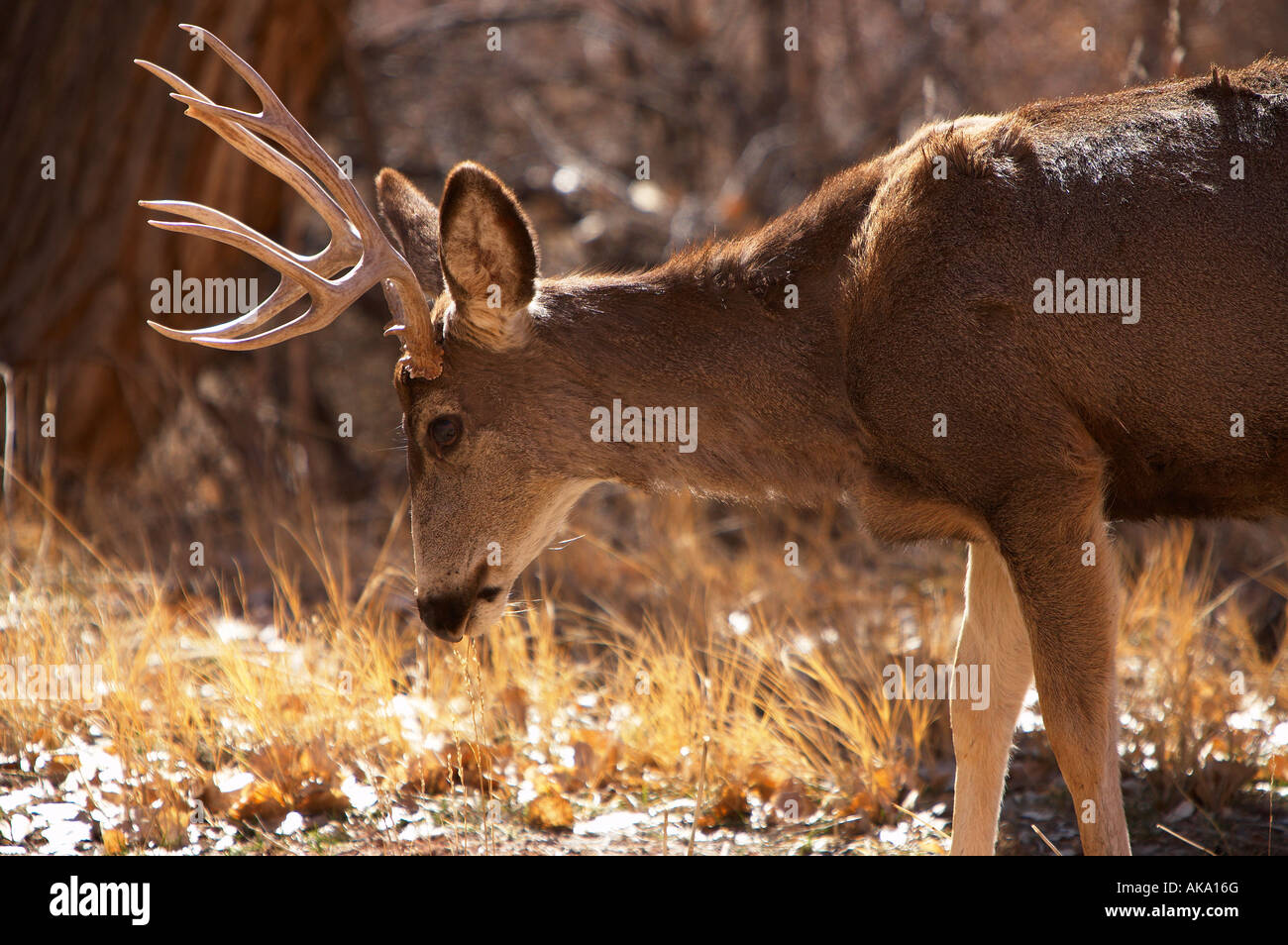 Stag Deer in the Fruit Orchards Capitol Reef National Park Southern ...