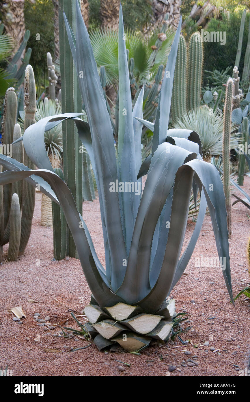 Cactus plants Marrakesh, Morocco,North,Africa Stock Photo - Alamy