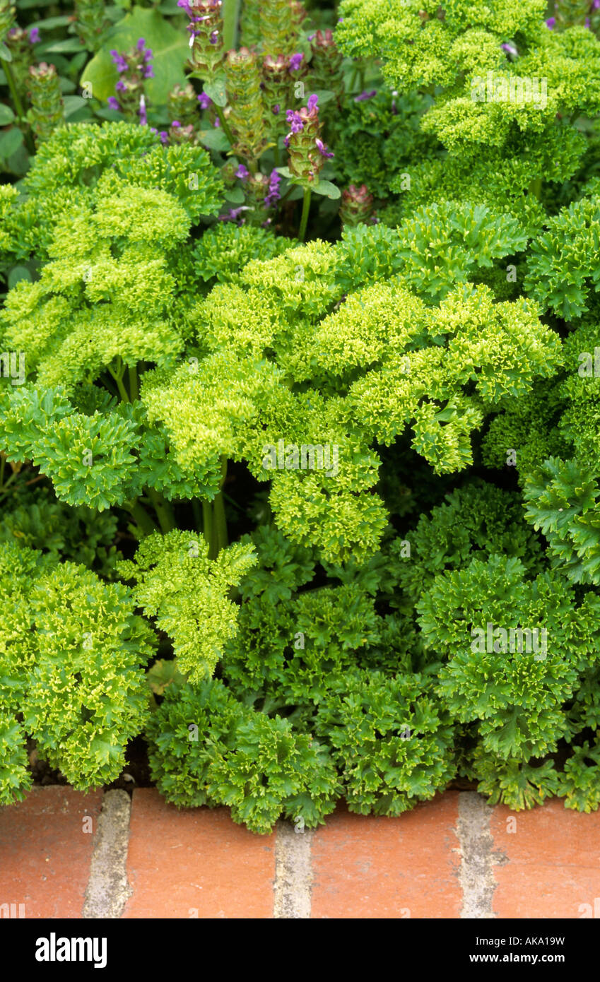 Petroselinum crispum 'Moss Curled' parsley Stock Photo - Alamy