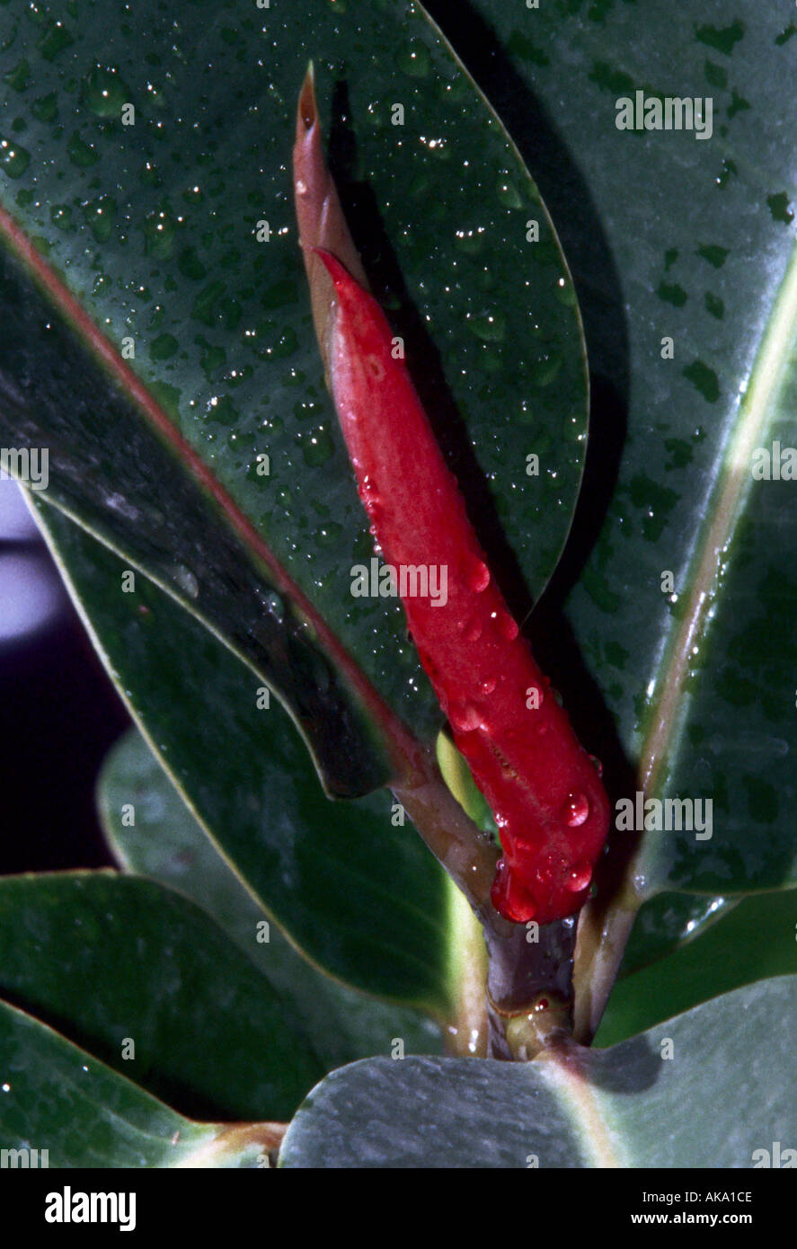 Red and Green 2 Stock Photo - Alamy