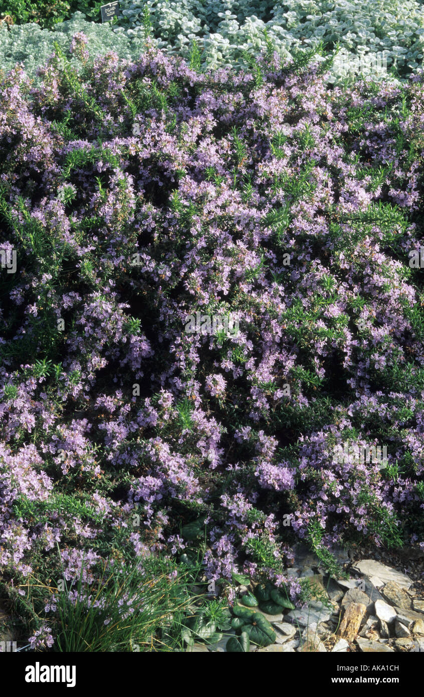 rosemary Rosemarinus officinalis herb Stock Photo - Alamy