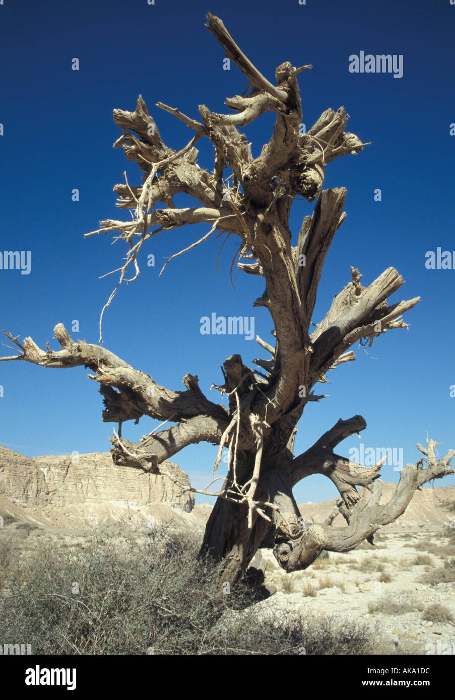 Desert Tree 4 Stock Photo - Alamy