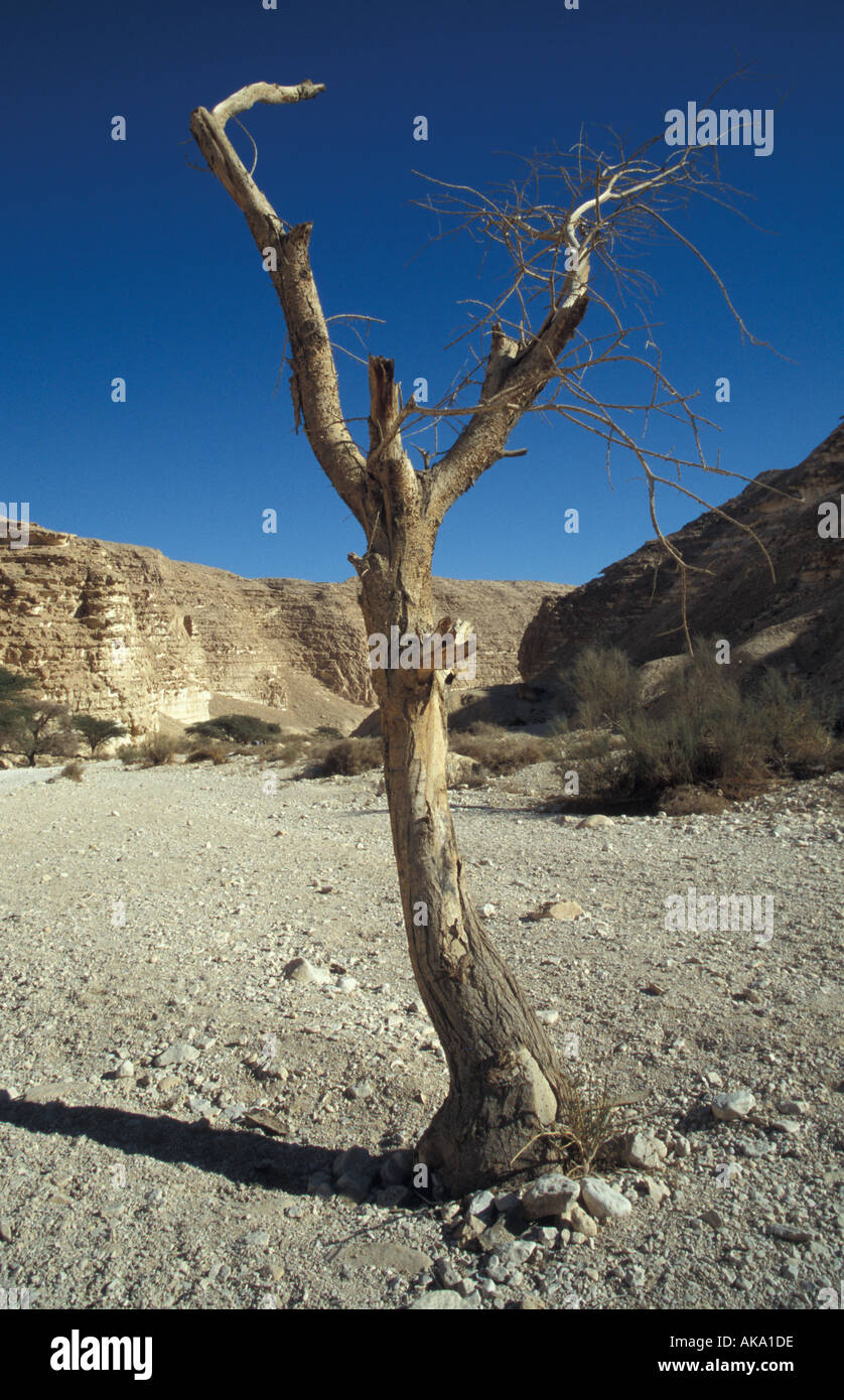 Desert Tree 5 Stock Photo - Alamy