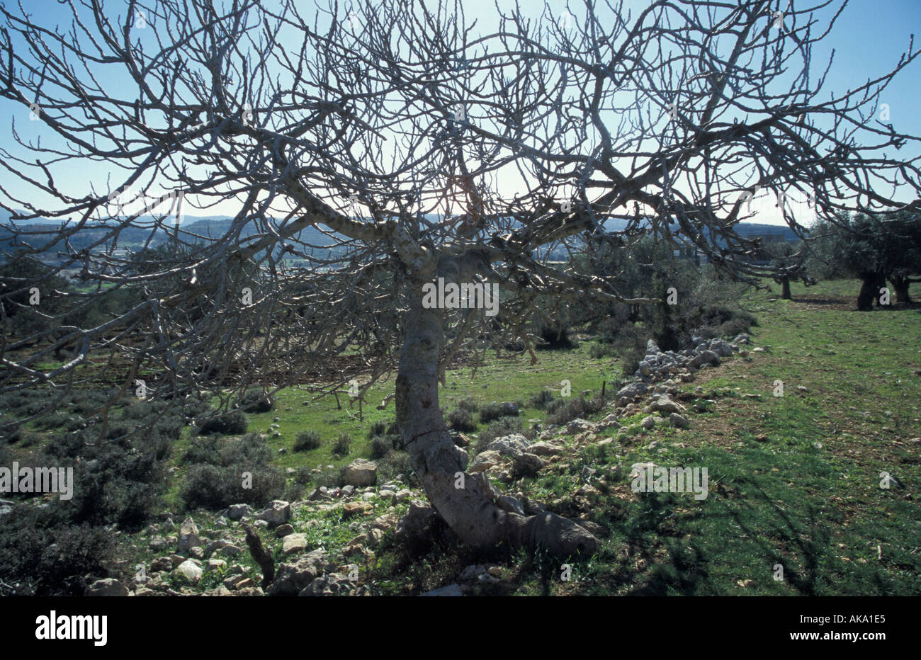 Fig Tree in Winter 1 Stock Photo - Alamy