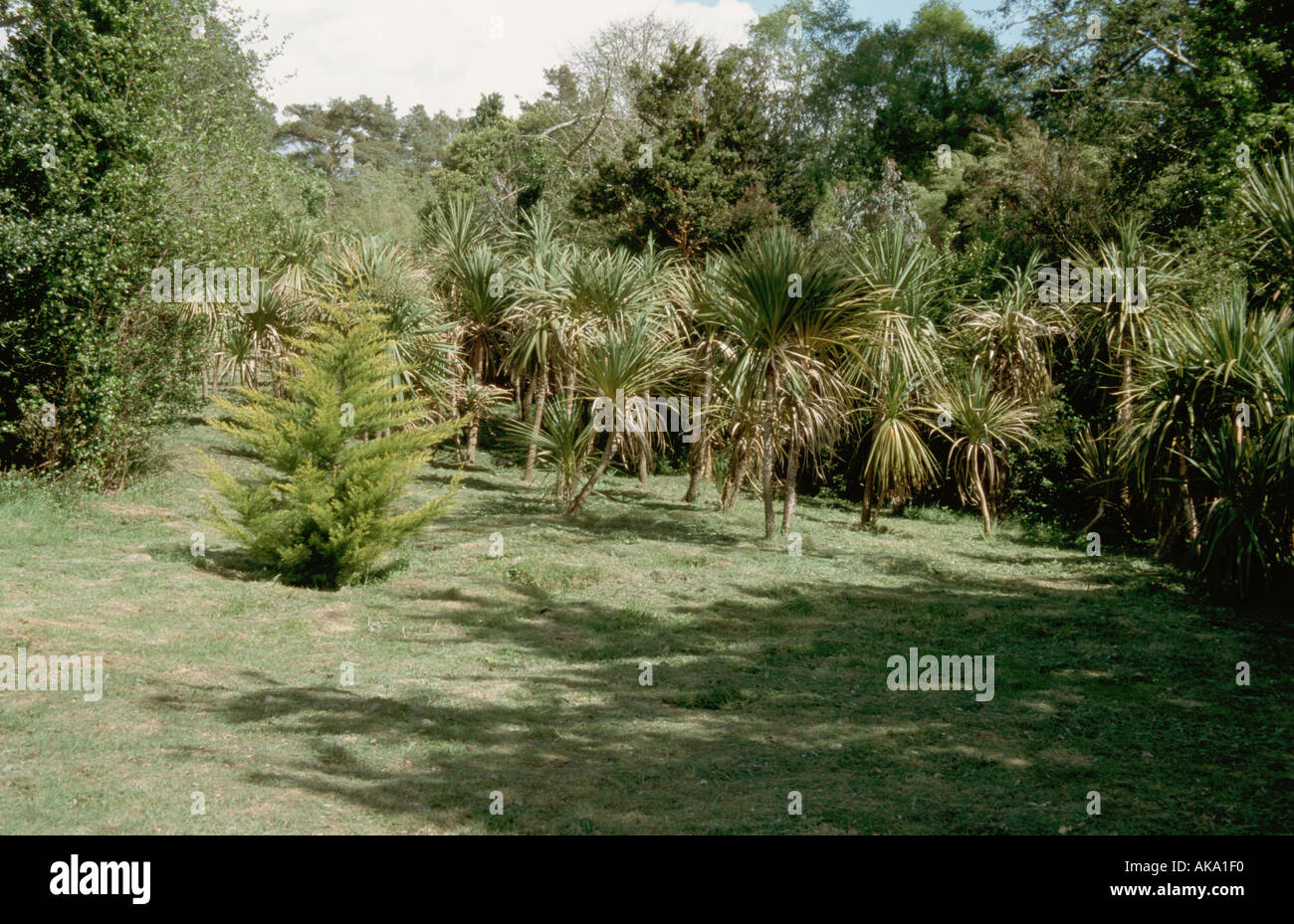 Glengarriff bamboo park hi-res stock photography and images - Alamy