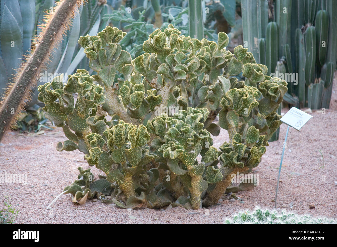 Cactus plants Marrakesh, Morocco,North,Africa Stock Photo - Alamy