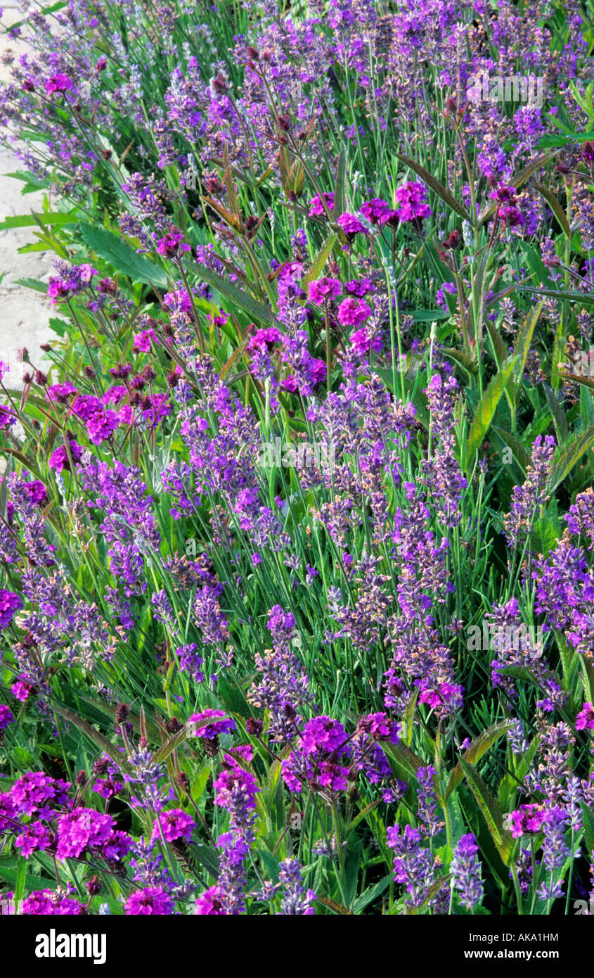 English Lavender Lavandula angustifolia Princess Blue Verbena rigida ...