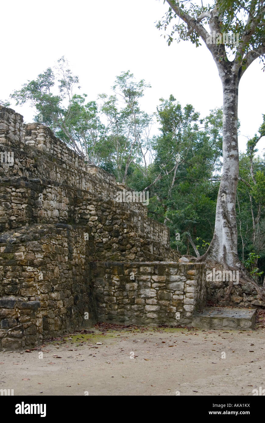 COBA, MEXICO - 27 Jan 2007: Tree Growing on the ruined steps of the ...