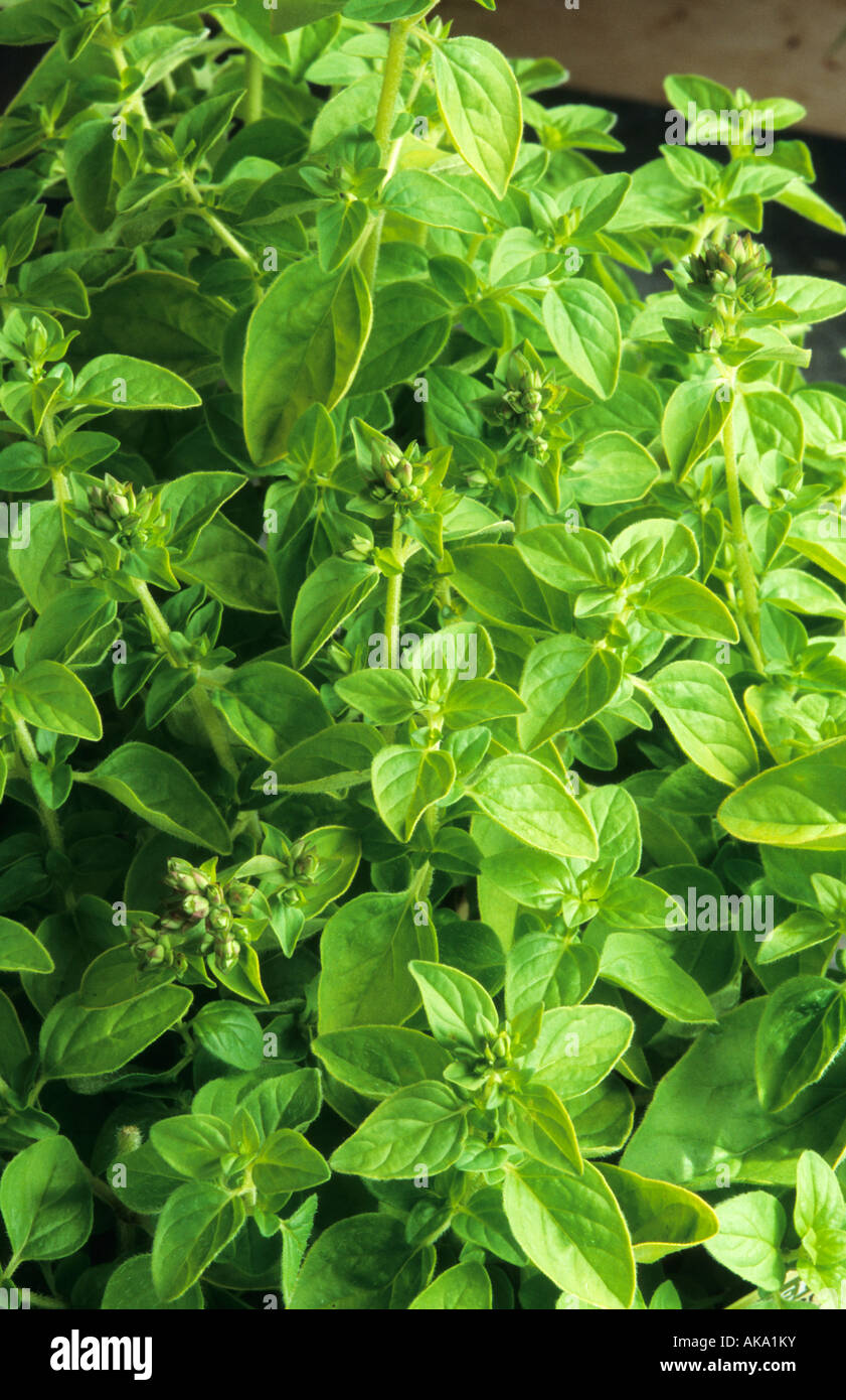 origano Origanum vulgare herb Stock Photo - Alamy