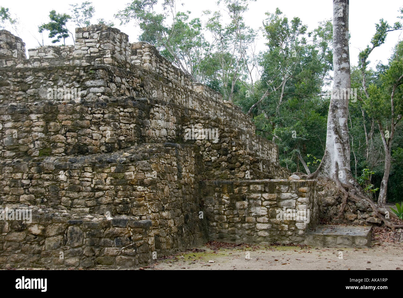 COBA, MEXICO - 27 Jan 2007: Tree Growing on the ruined steps of the ...