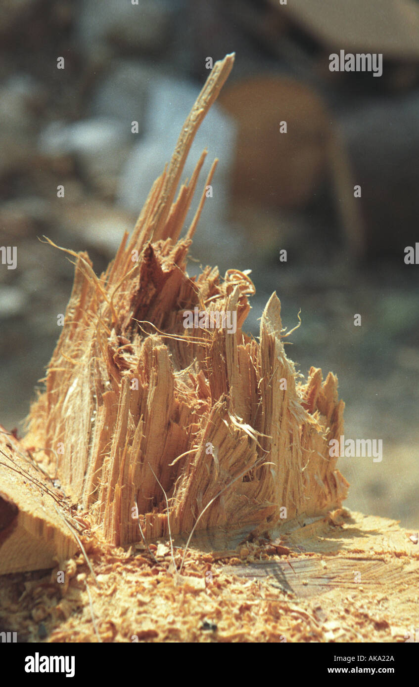 Hewed hi-res stock photography and images - Alamy