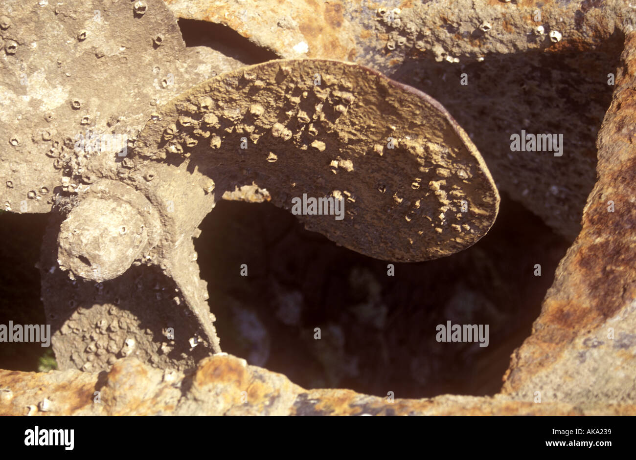 Ship hull barnacles hi-res stock photography and images - Alamy