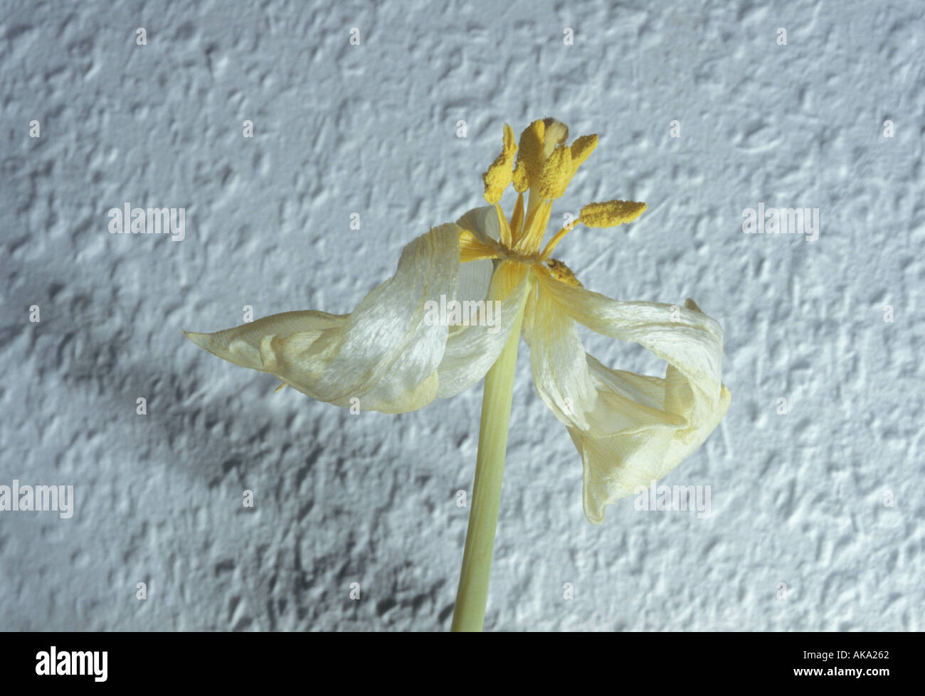 Wilting Flower 12 Stock Photo - Alamy