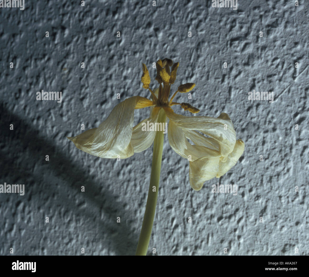 Wilting Flower 14 Stock Photo - Alamy