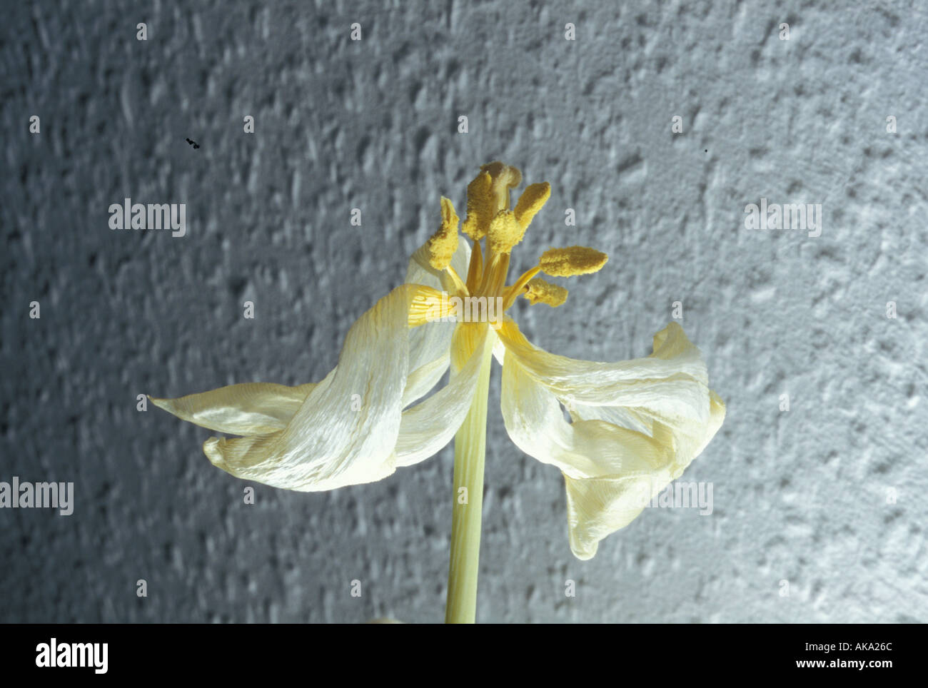 Wilting Flower 17 Stock Photo - Alamy