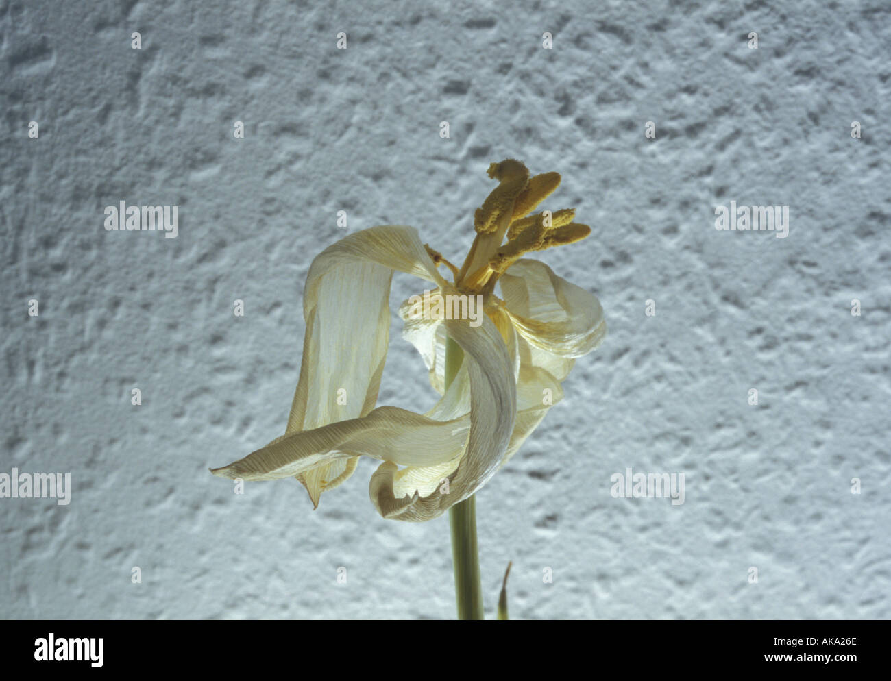 Wilting Flower 18 Stock Photo - Alamy