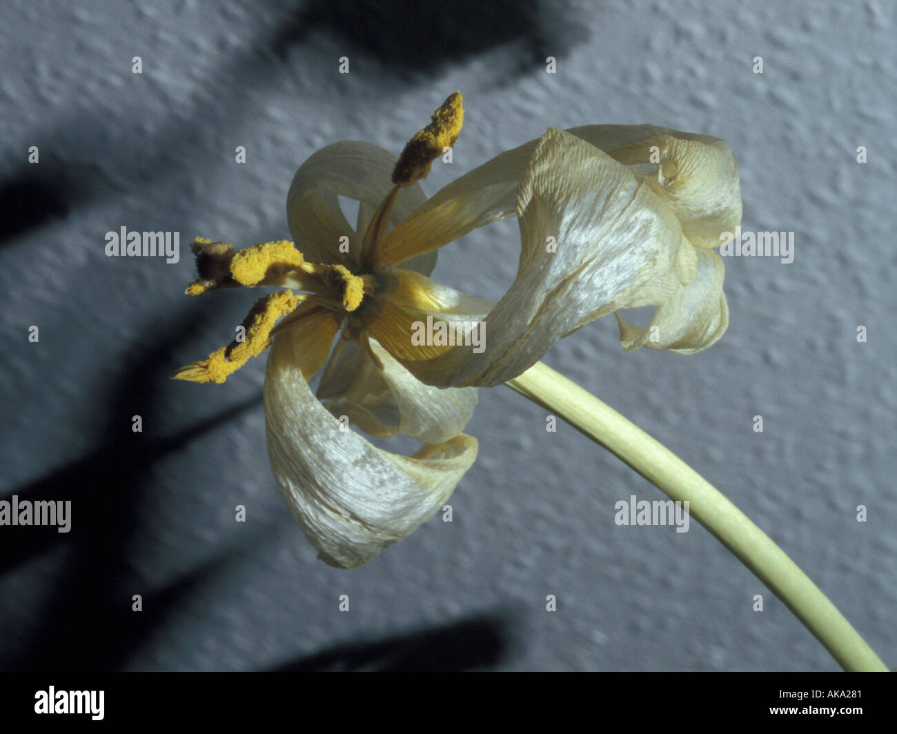 Wilting Flower 8 Stock Photo - Alamy