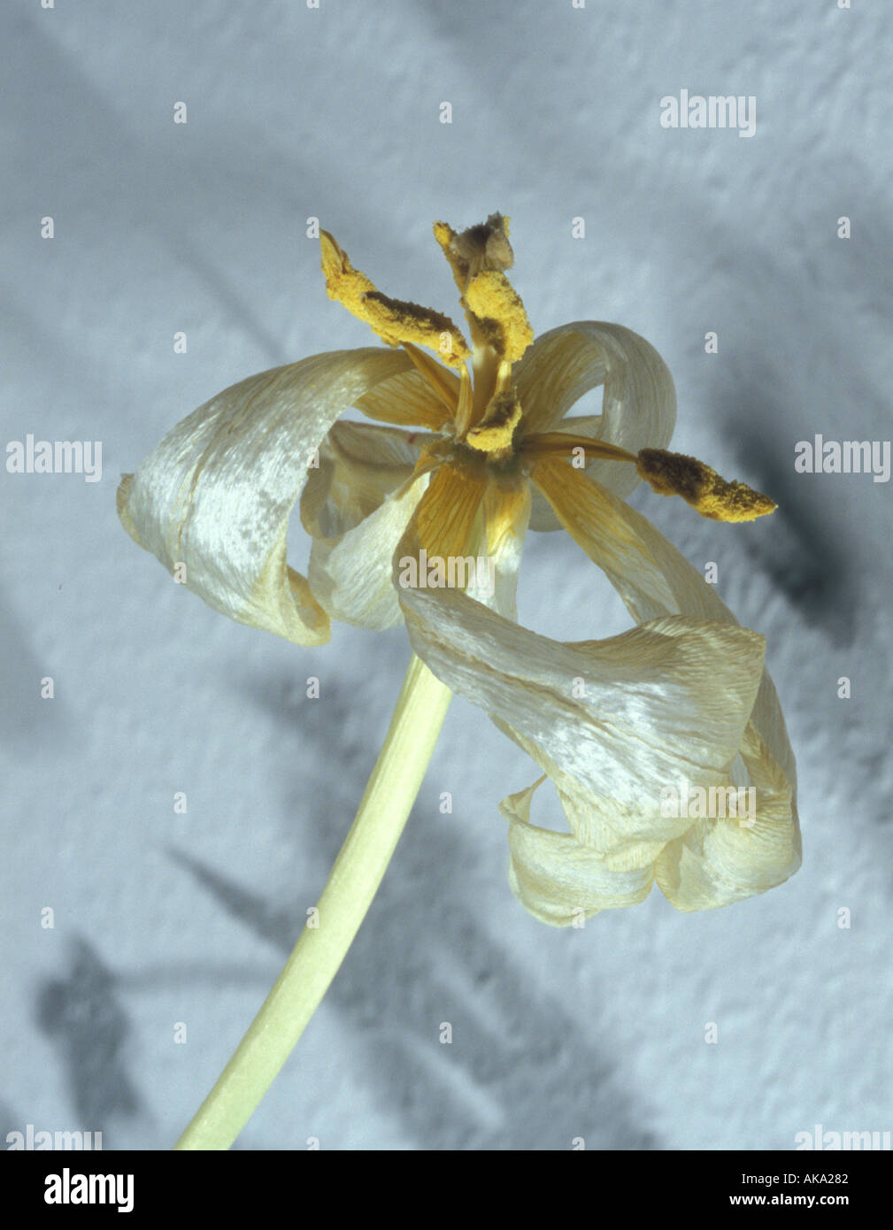 Wilting Flower 9 Stock Photo - Alamy
