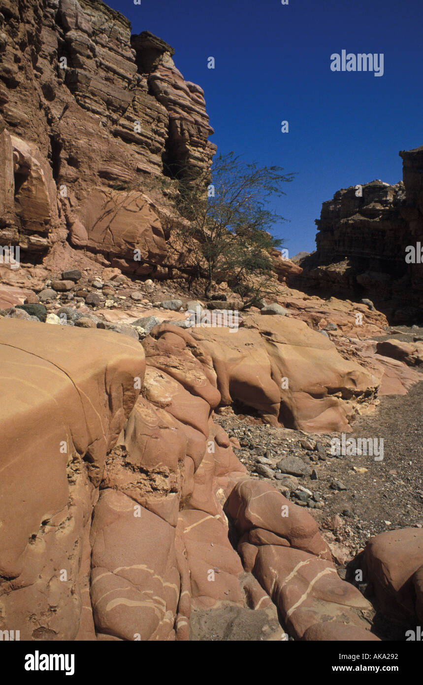 Tree on red rocks hi-res stock photography and images - Alamy