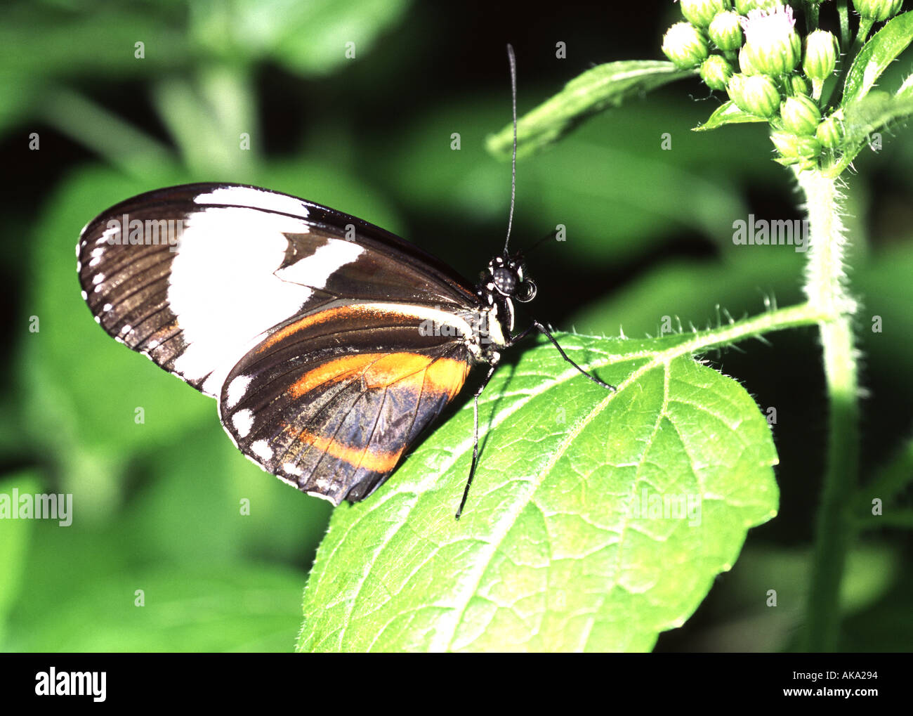 Tropical Butterfly at Edinburgh Butterfly World Stock Photo - Alamy