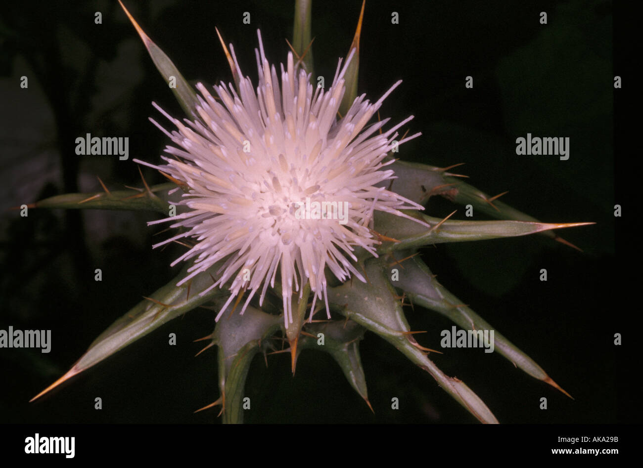 Rose Thorn 1 Stock Photo - Alamy