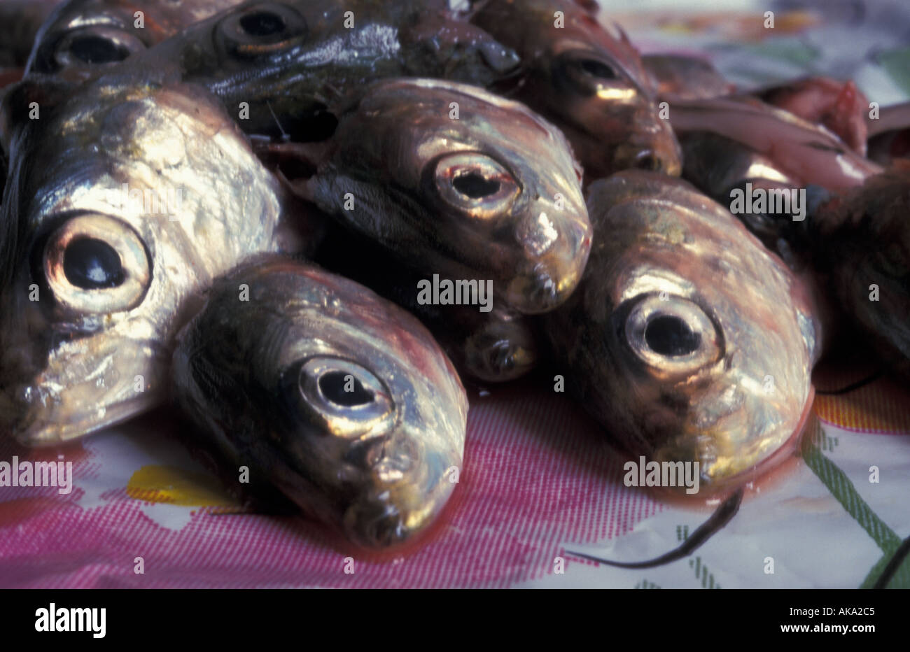 Fishs Heads 3 Stock Photo - Alamy