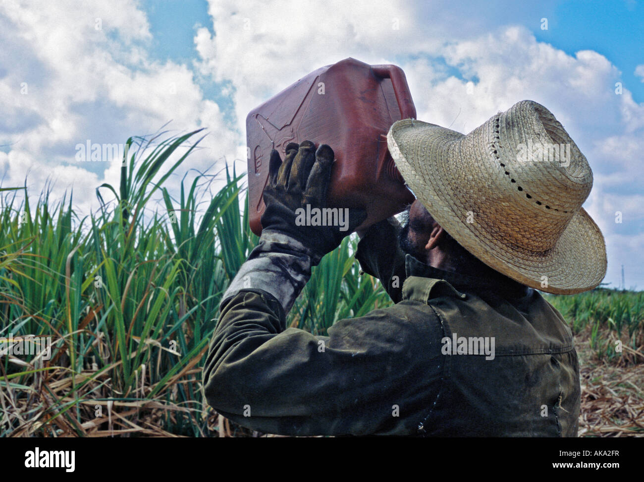 Cuban cane cutter drinking Stock Photo - Alamy
