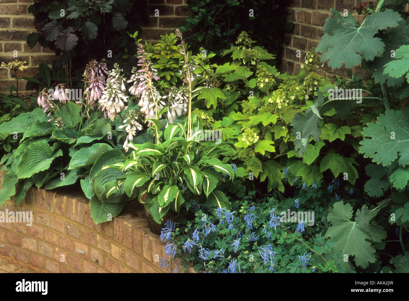 raised bed in shady corner with Hostas Corydalis Stock Photo - Alamy