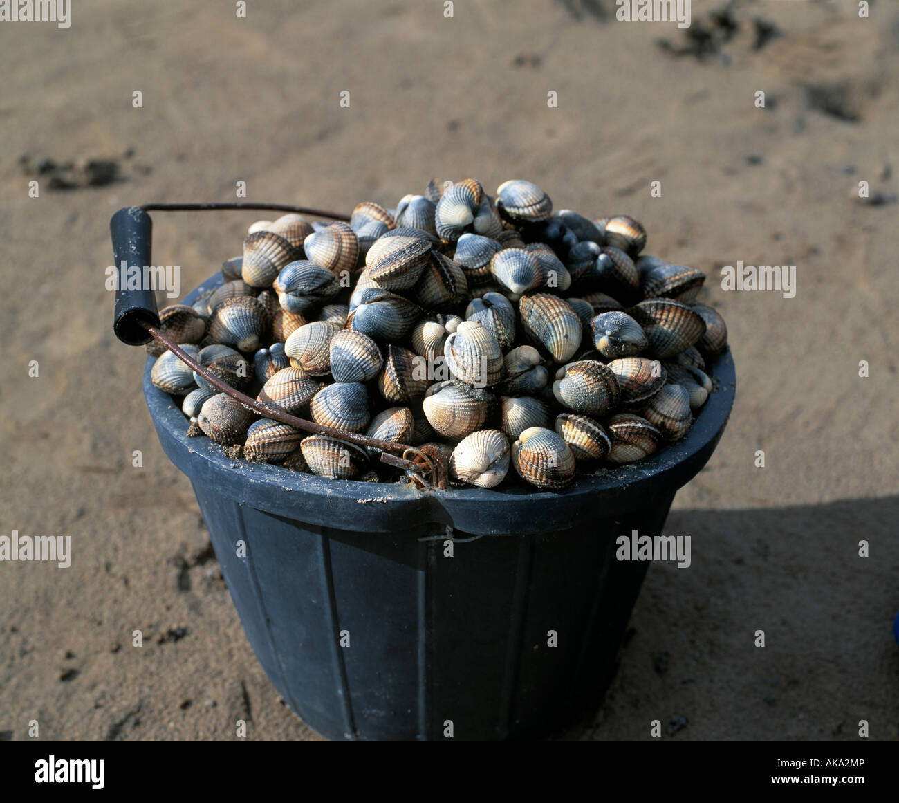 container of fresh shell fish sits on sandy sea inlet Stock Photo - Alamy