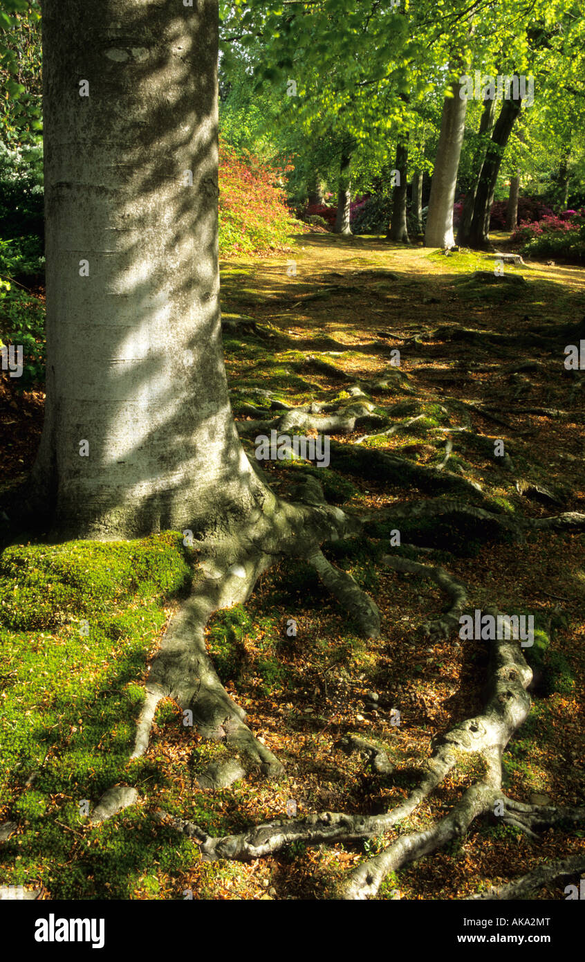 exposed surface roots of beech trees in shady woodland Stock Photo - Alamy