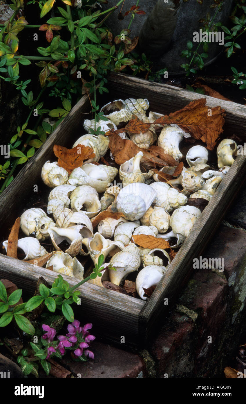 garden decoration of shells in wooden box Stock Photo - Alamy
