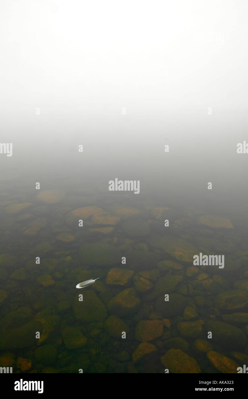 feather in water Stock Photo - Alamy