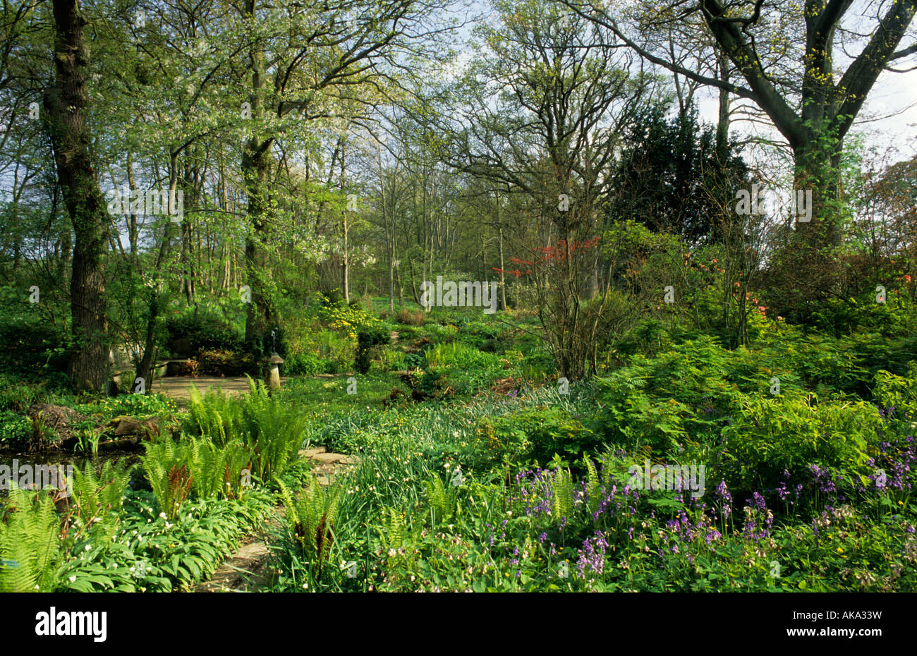 Vann Surrey natural woodland garden Stock Photo - Alamy