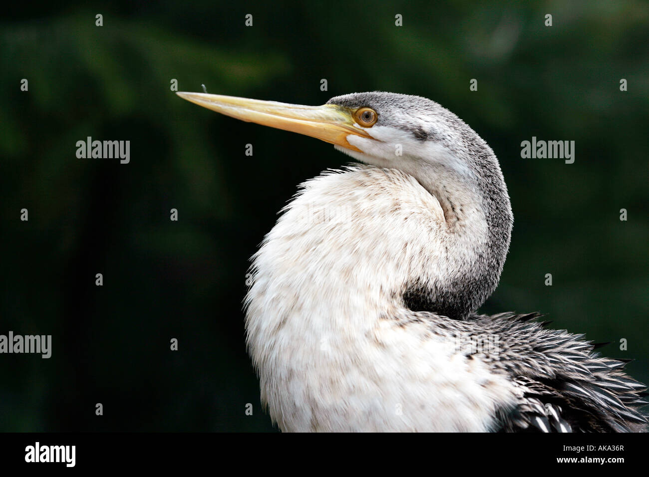 Female anhinga darter anhinga melanogaster hi-res stock photography and ...