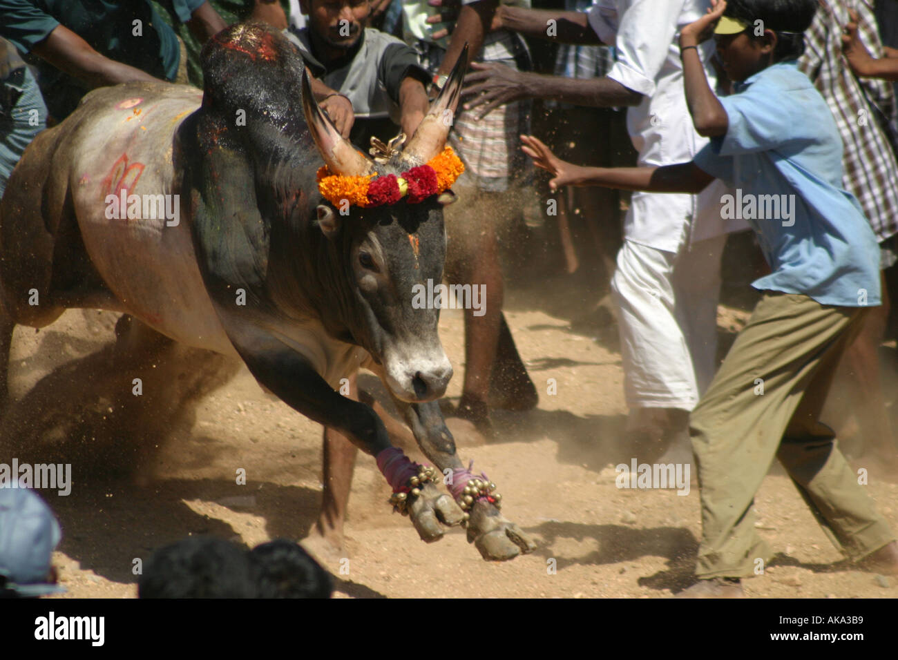 Thai pongol india hi-res stock photography and images - Alamy