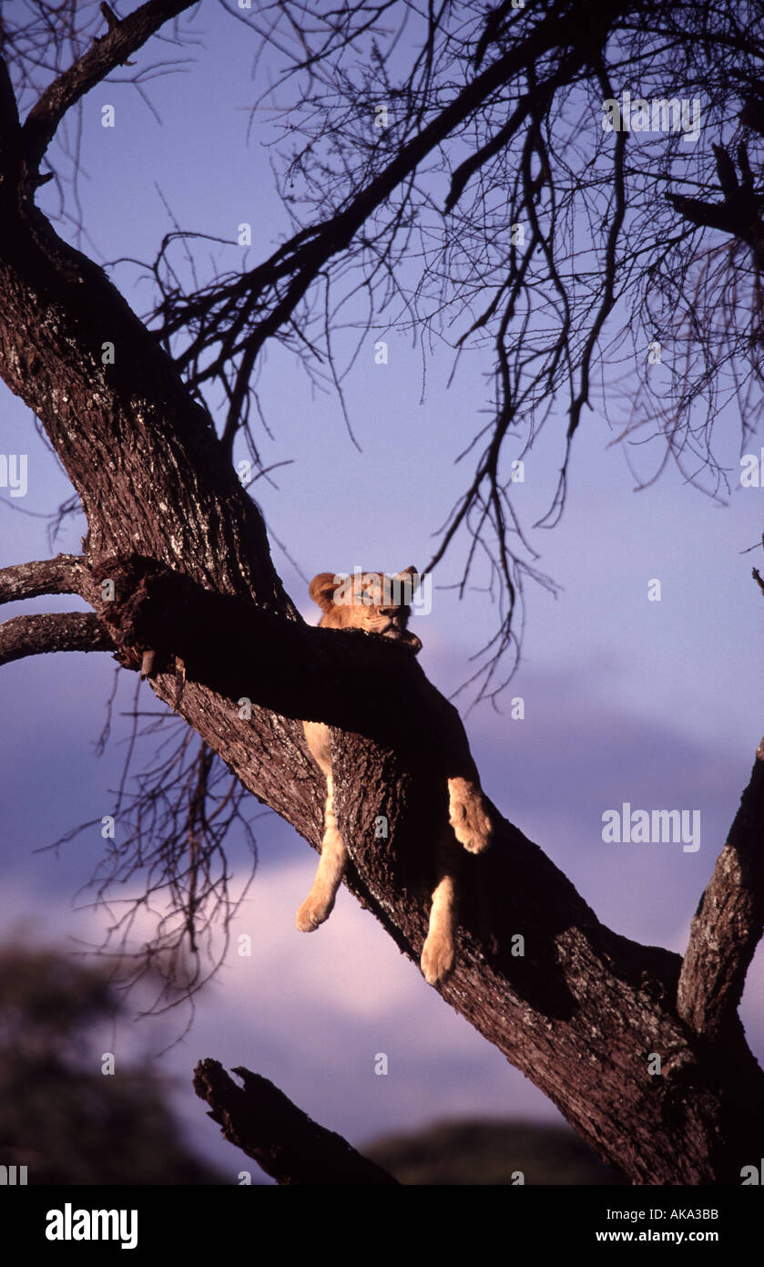 Lion on top of the tree Stock Photo - Alamy