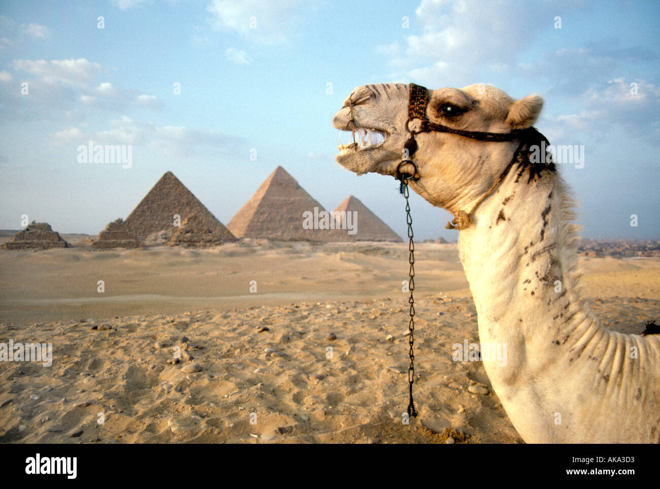 Camel at Pyramids Egypt Stock Photo - Alamy